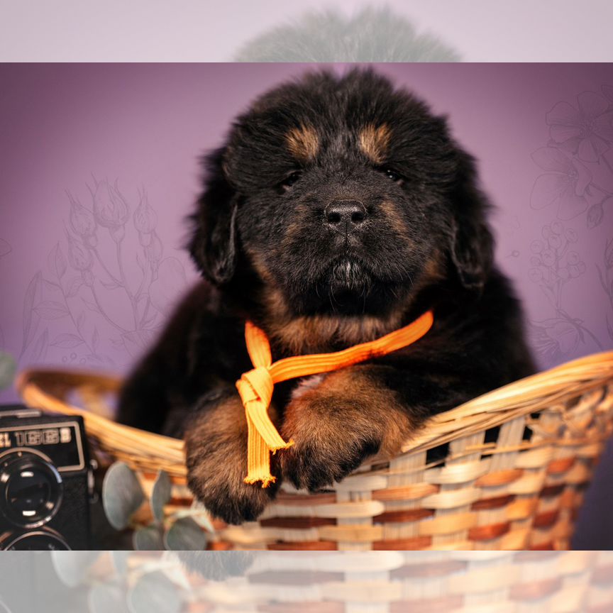 Тибетский мастиф, щенок