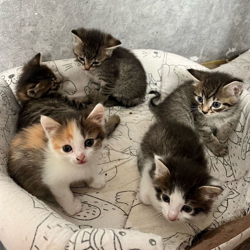 Котёнок в добрые руки