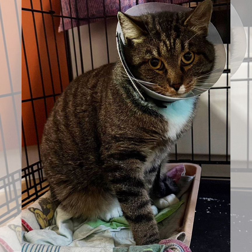 Европейский короткошёрстный кот, взрослый