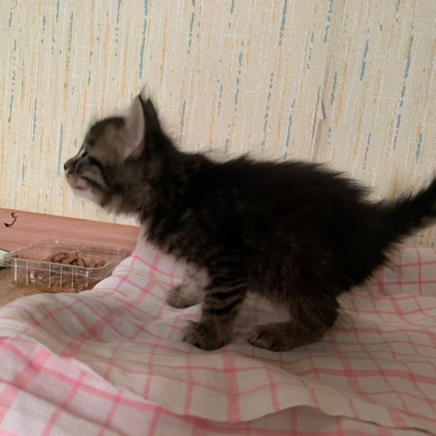 Котенок мальчик 1 месяц