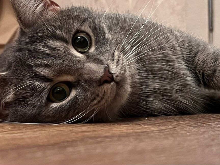 Котик добряк ищет семью
