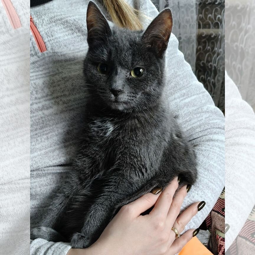 Котёнок в добрые руки