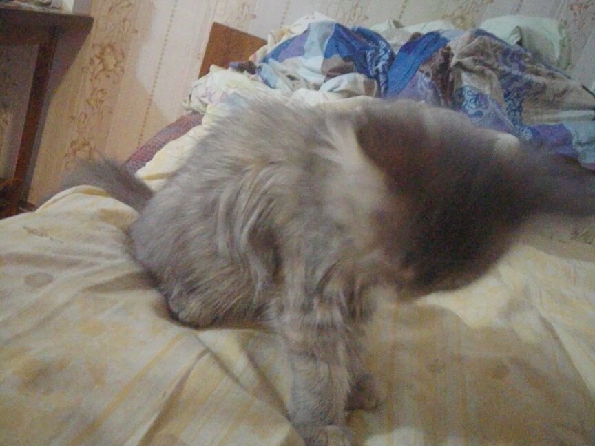 Кошки бесплатно