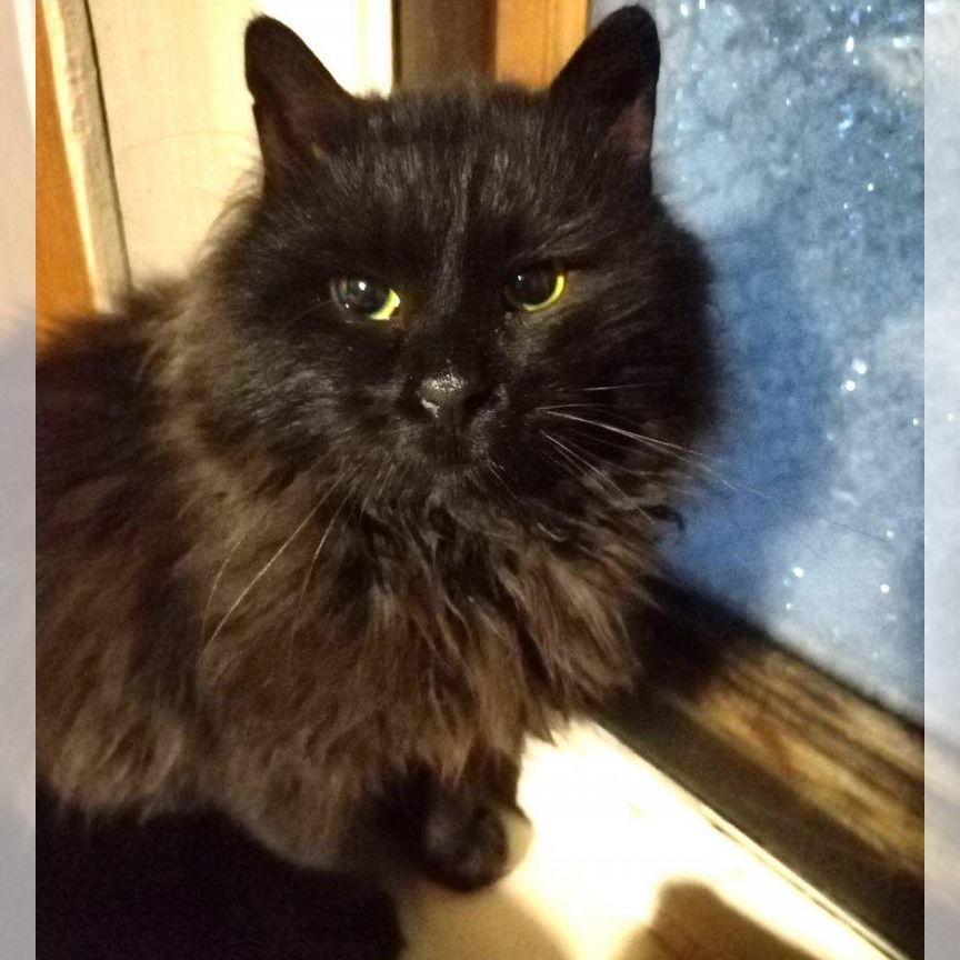 Взрослый кот в добрые руки