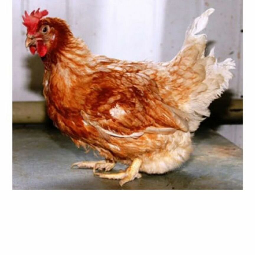 Куры-старка