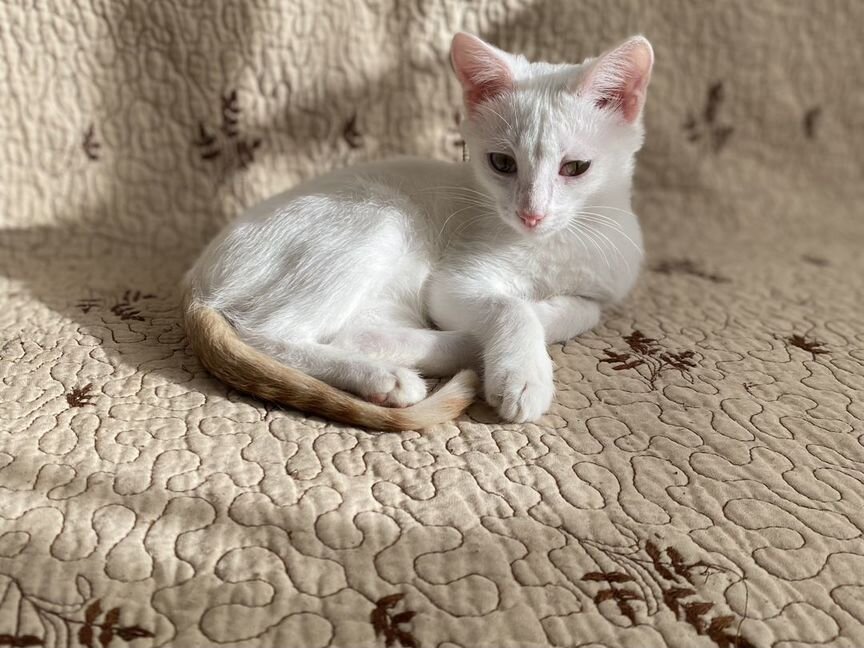 Котик - подросток в добрые руки