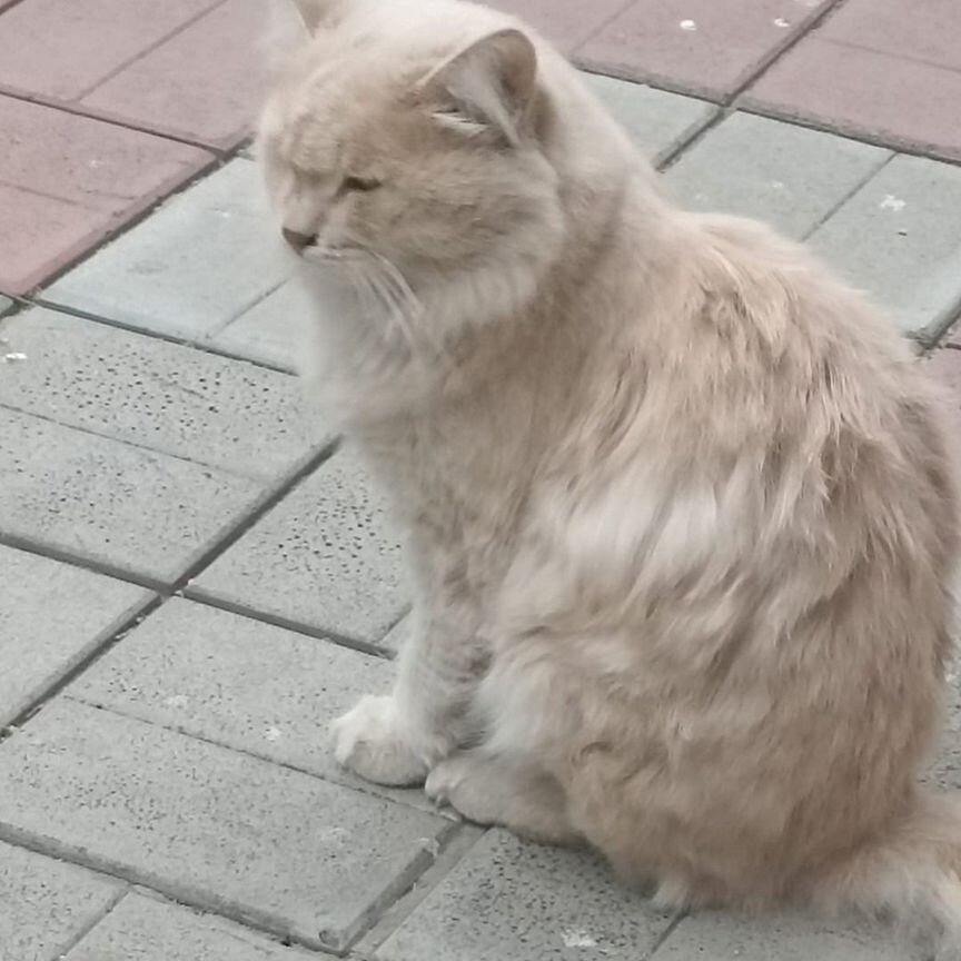 Пристраивается в добрые руки