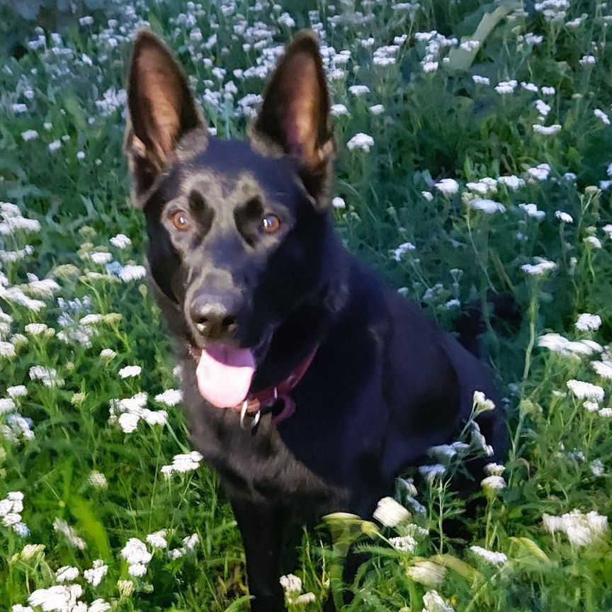 Щенки овчарки черные