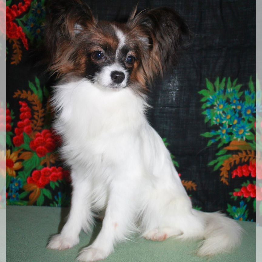 Континентальный той-спаниель папильон, щенок