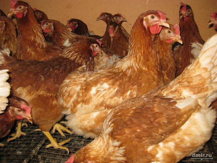 Курочки молодки