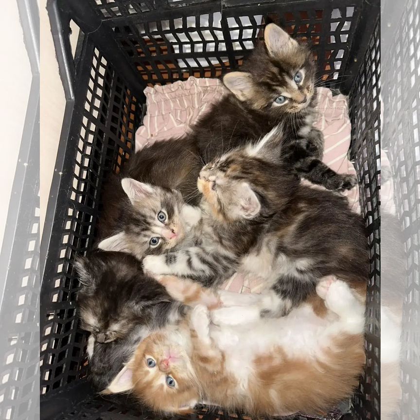 Мейн-кун котёнок