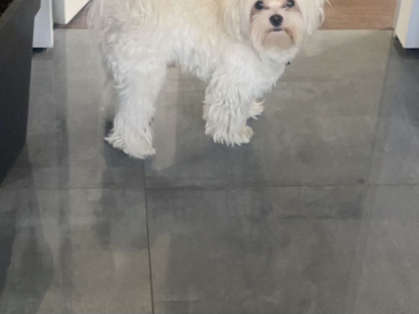 Болонка мальтезе вязка