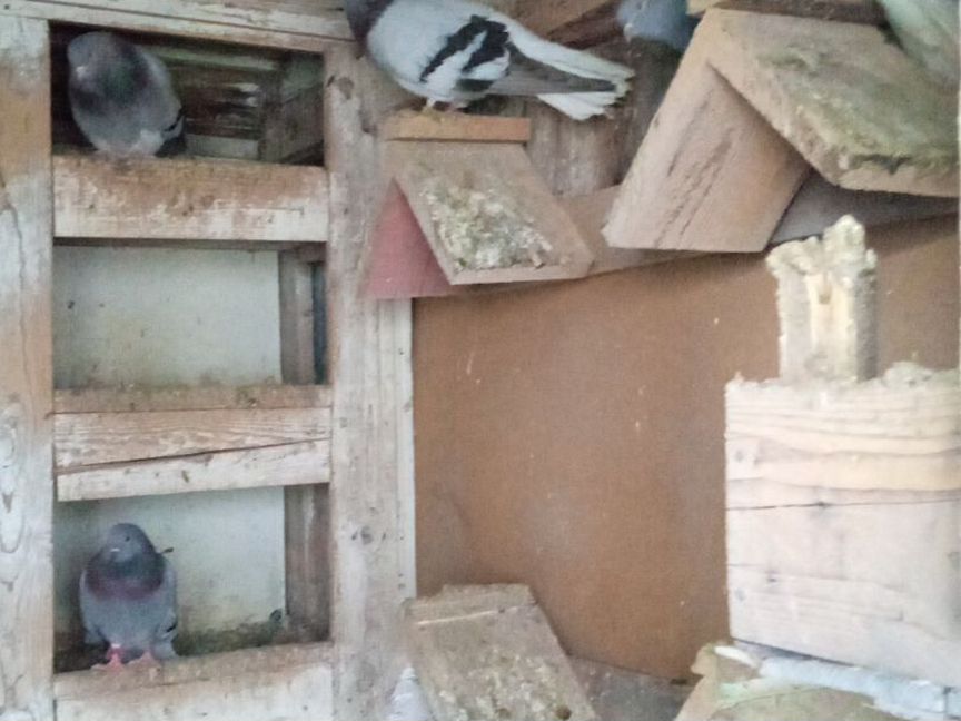 Голуби высоколетные сербские, бабочки николаевские