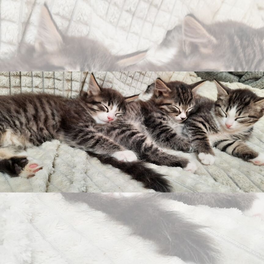 Отдам котят в хорошую семью