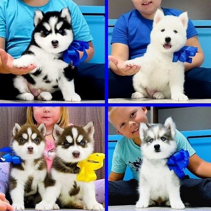 Красивые щенки Хаски разных Окрасов от заводчика