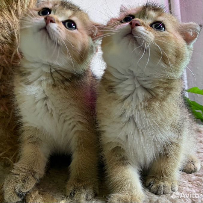 Шотладские котята золотая шиншилла страйт
