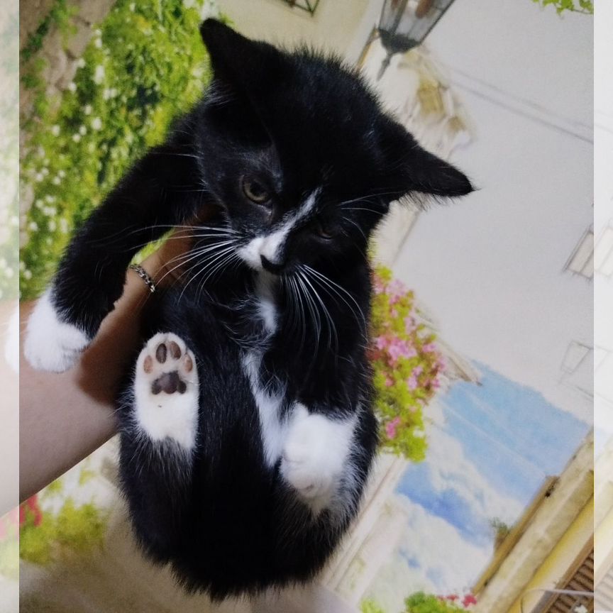 Котёнок в добрые руки