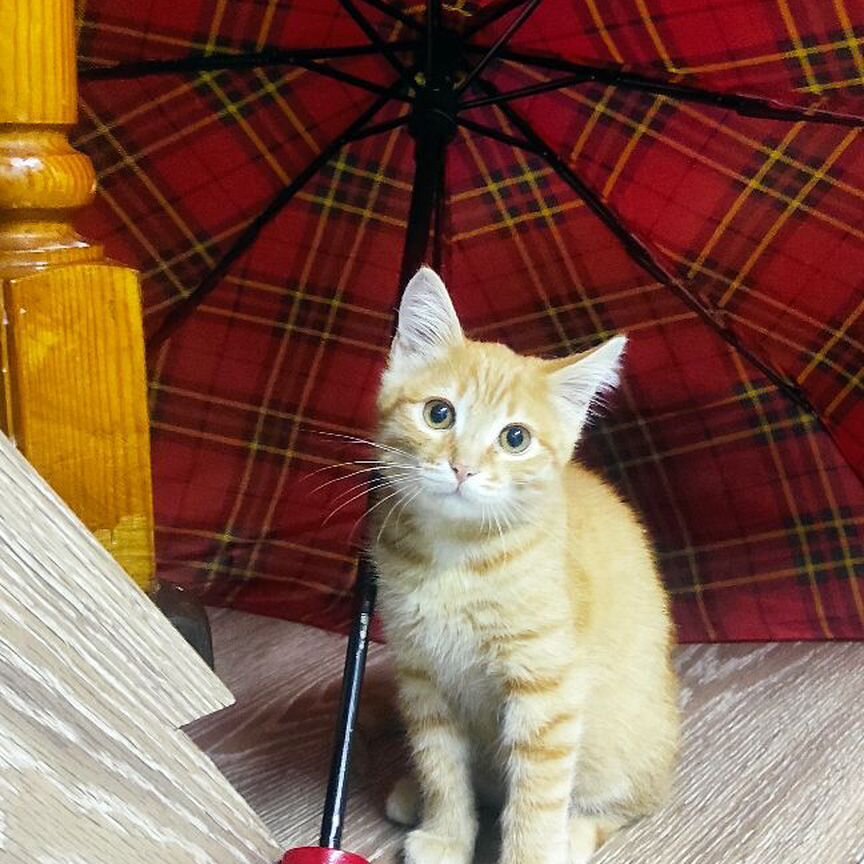 Котик рыжий маленький