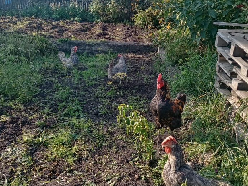 Куры несушки с доставкой