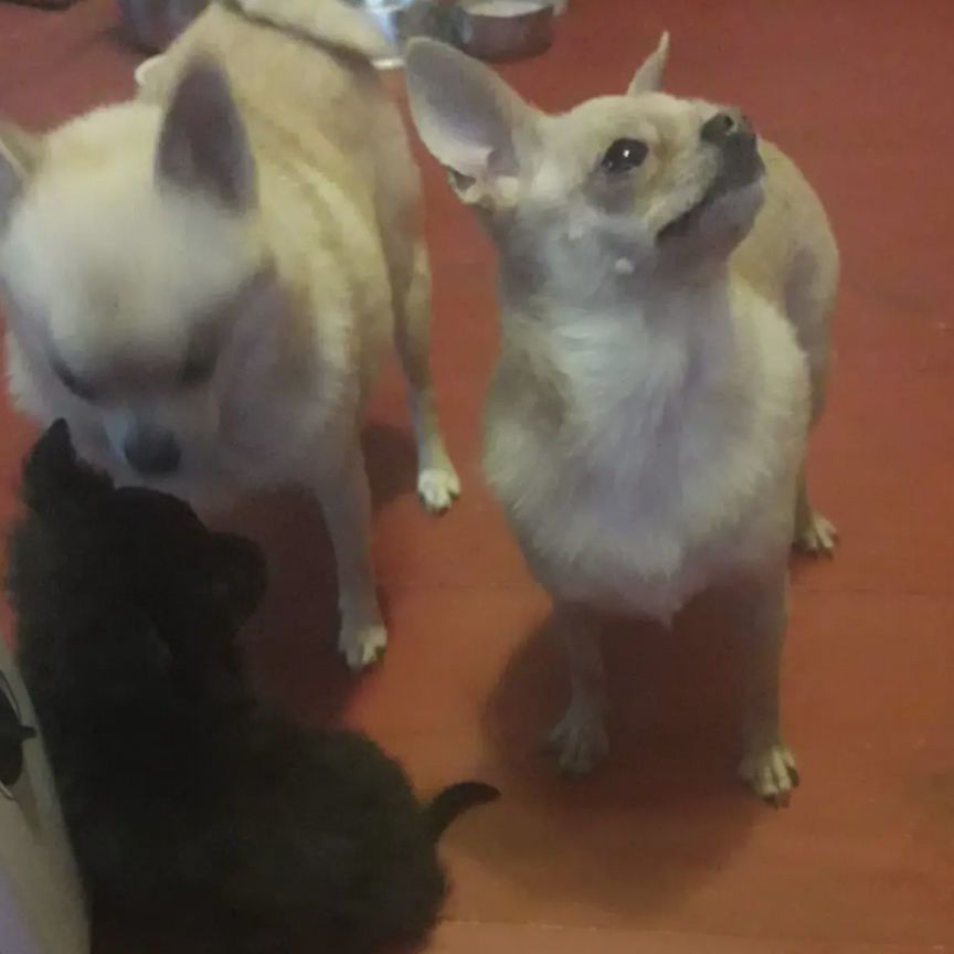 Чихуахуа, щенок