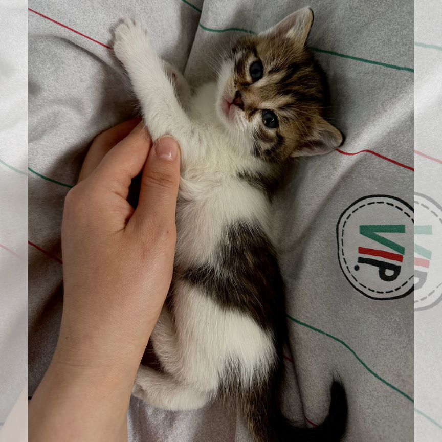Котёнок в добрые руки