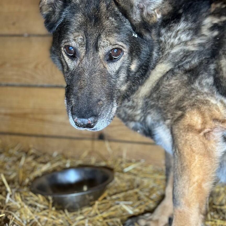 Собака Жуди доживает в приюте Некрасовка. Спасите