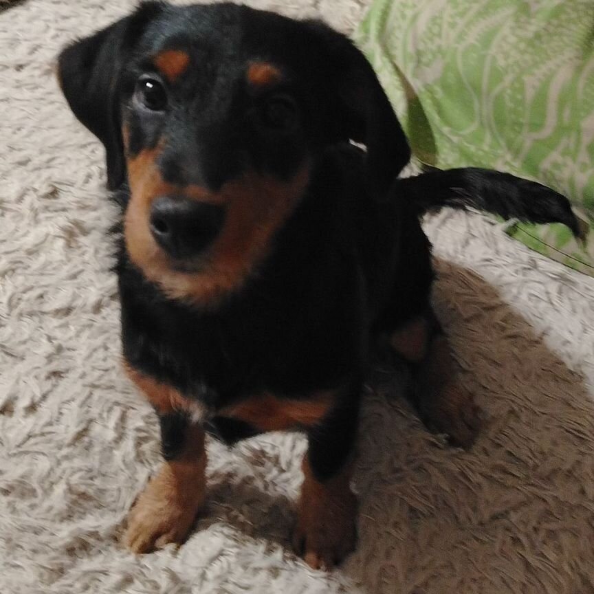 Немецкий охотничий терьер, щенок