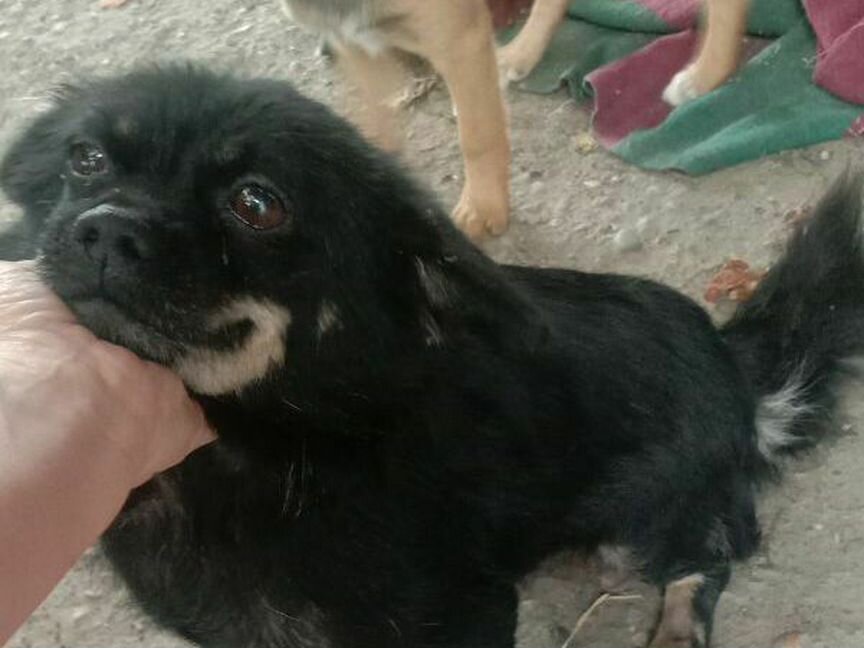 Маленькая милая собачка / приют