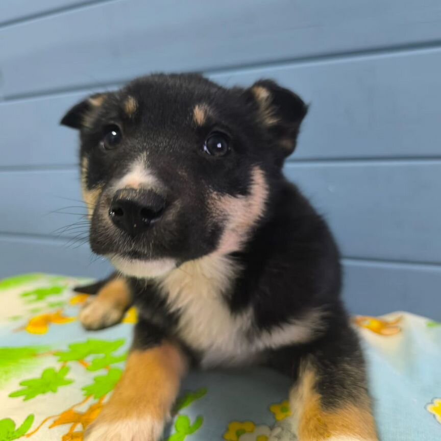 Щенок в добрые руки