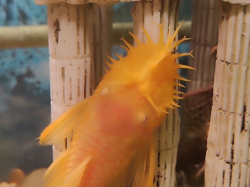 Сомики прилипалы