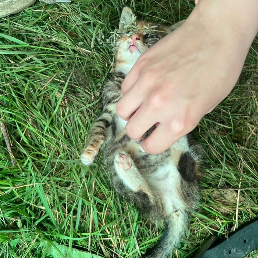 Котенок