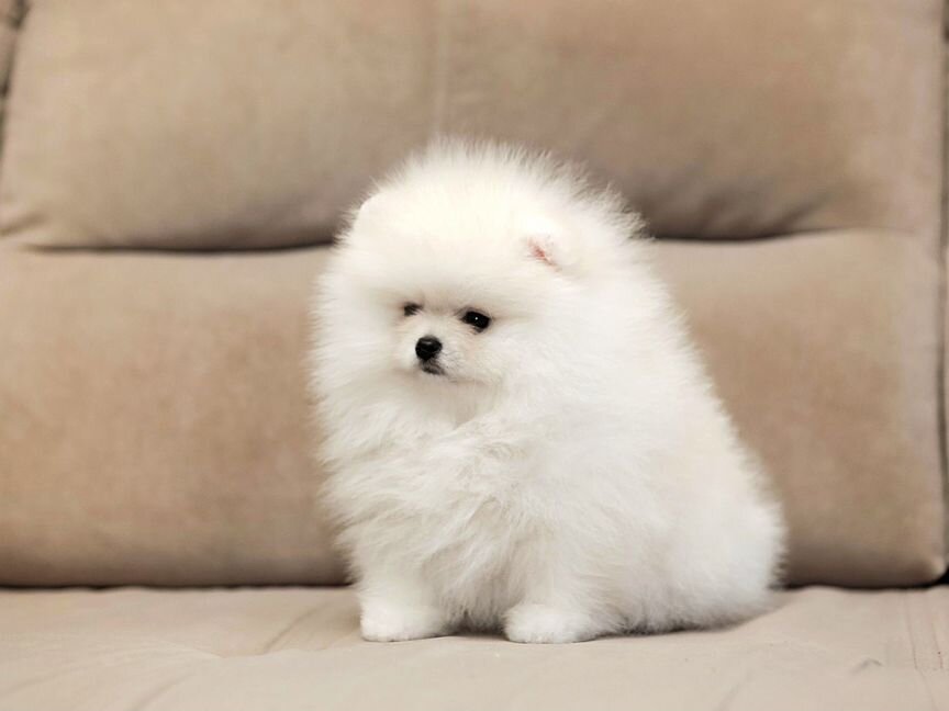 Кукольные мишки