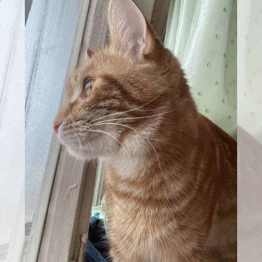 Мейн-кун, взрослая кошка