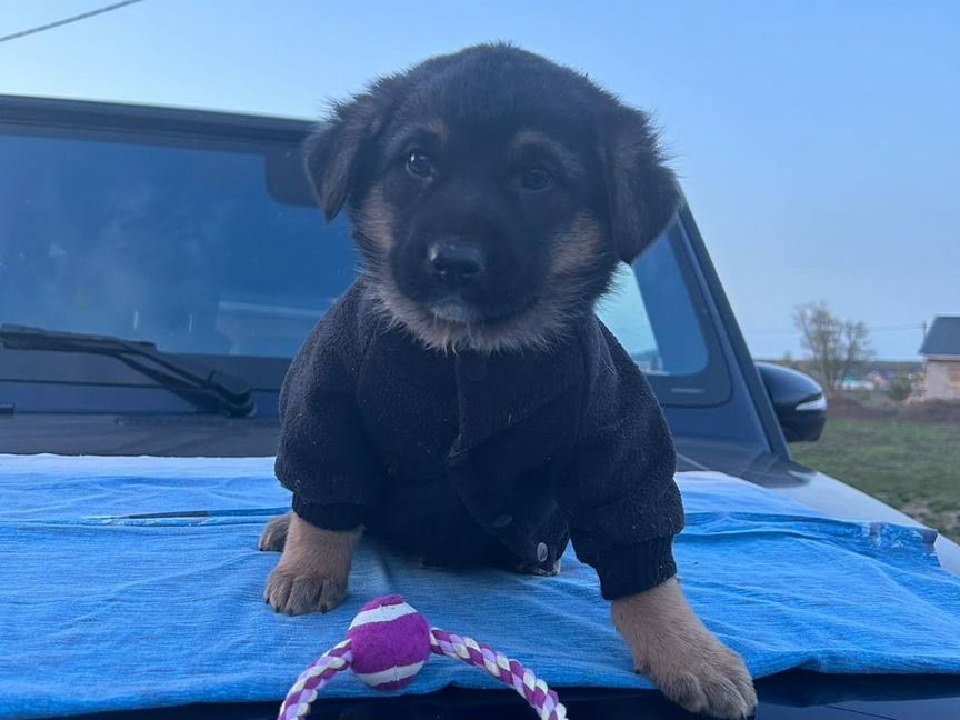 Щенок в добрые руки