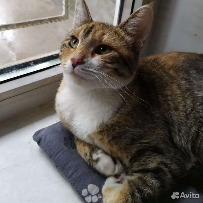 Кошка Анфиса в дар