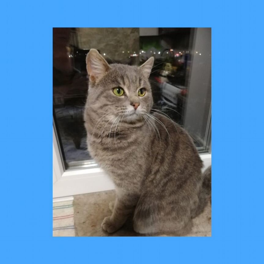 Кот Робби в добрые руки