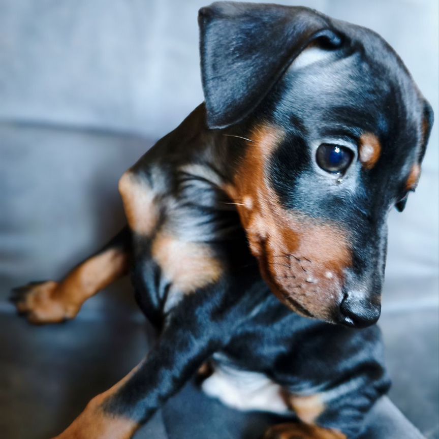 Цвергпинчер, щенок