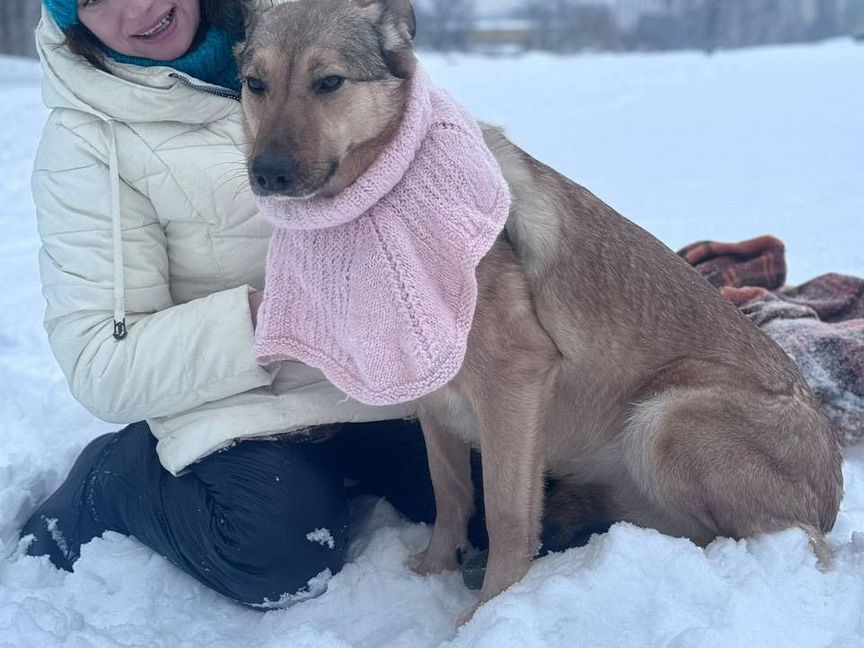 Собака ждет маму