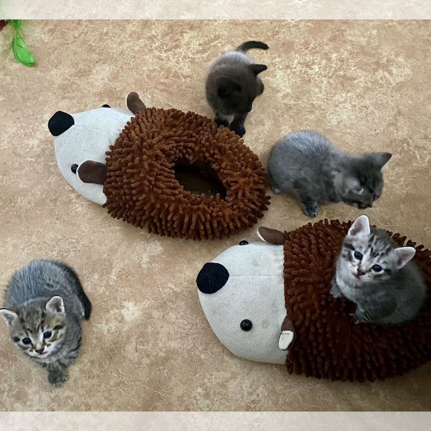 Шотландский вислоухий короткошёрстный котёнок