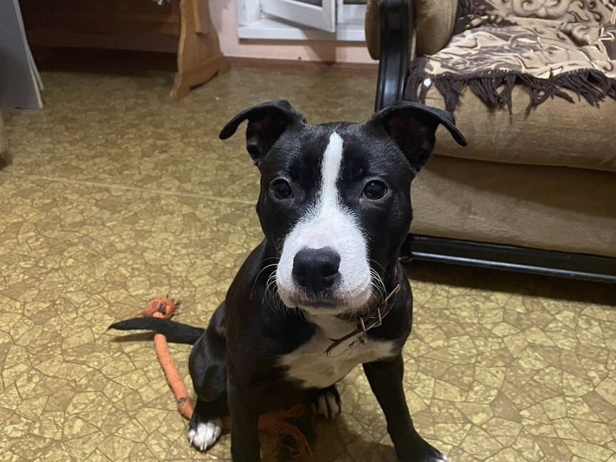 Стаффордширский терьер девочка