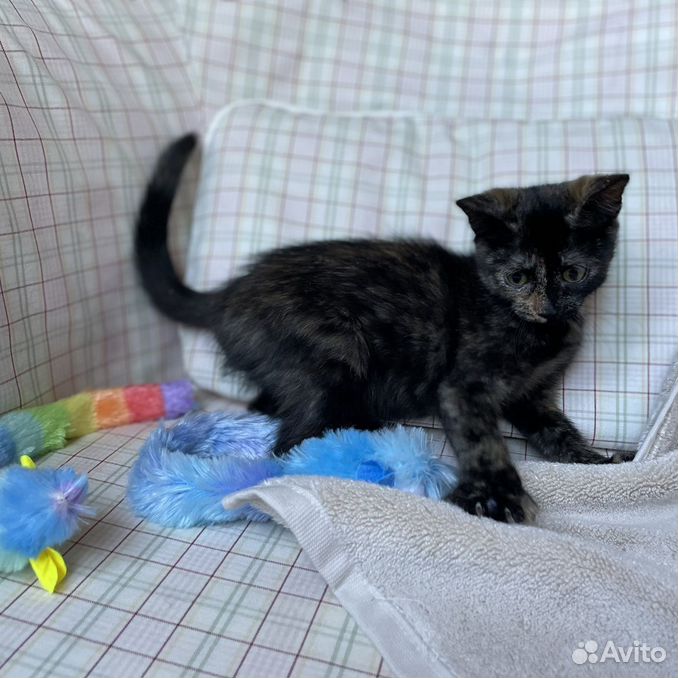 Котенок-черепашка ищет дом