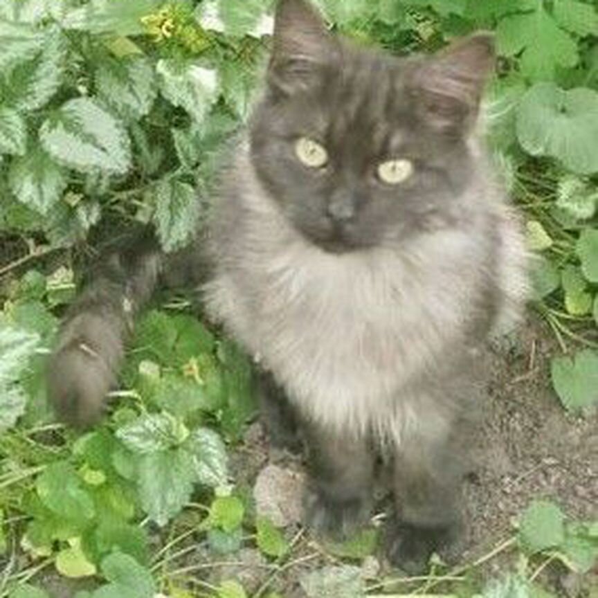 Шикарный котик в добрые руки