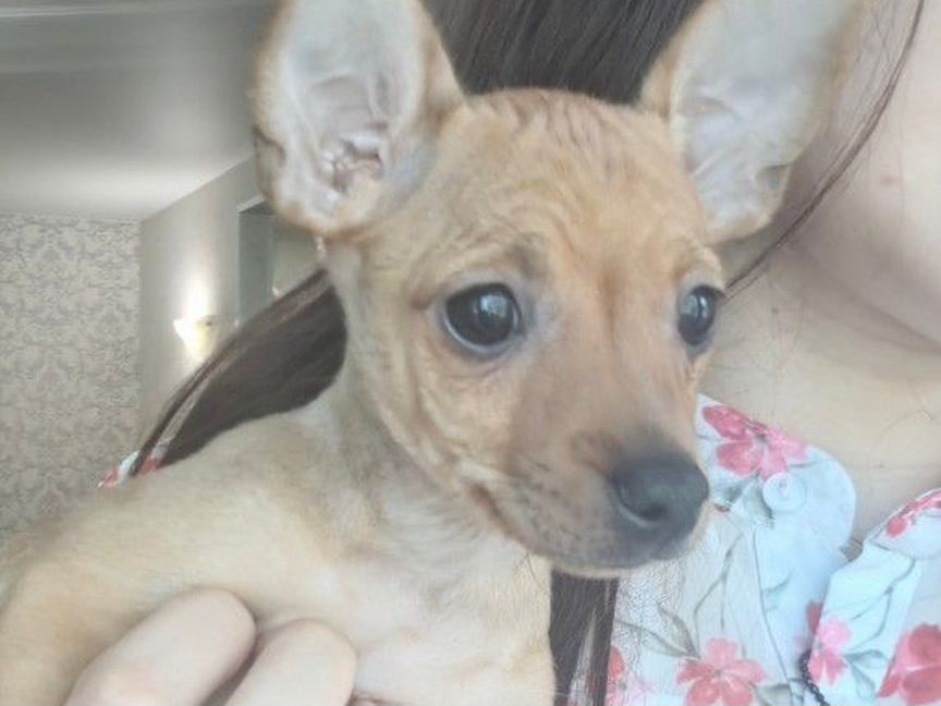 Той-терьер щенки