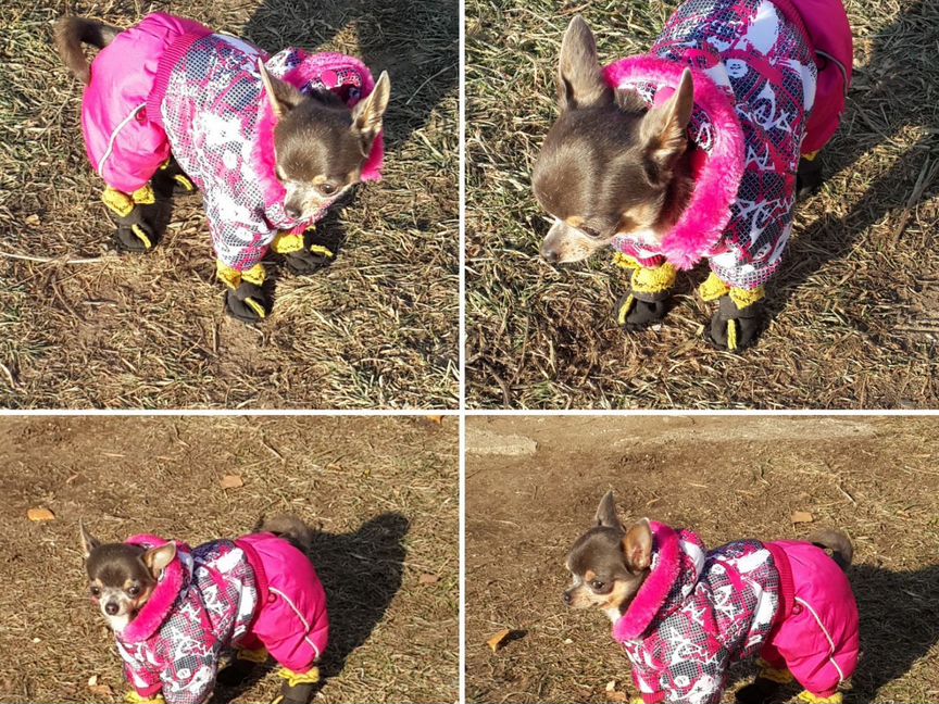 Комбинезон для собак мени. S