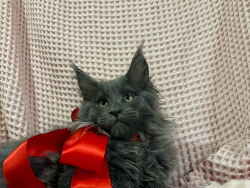 Котята мейн-кун