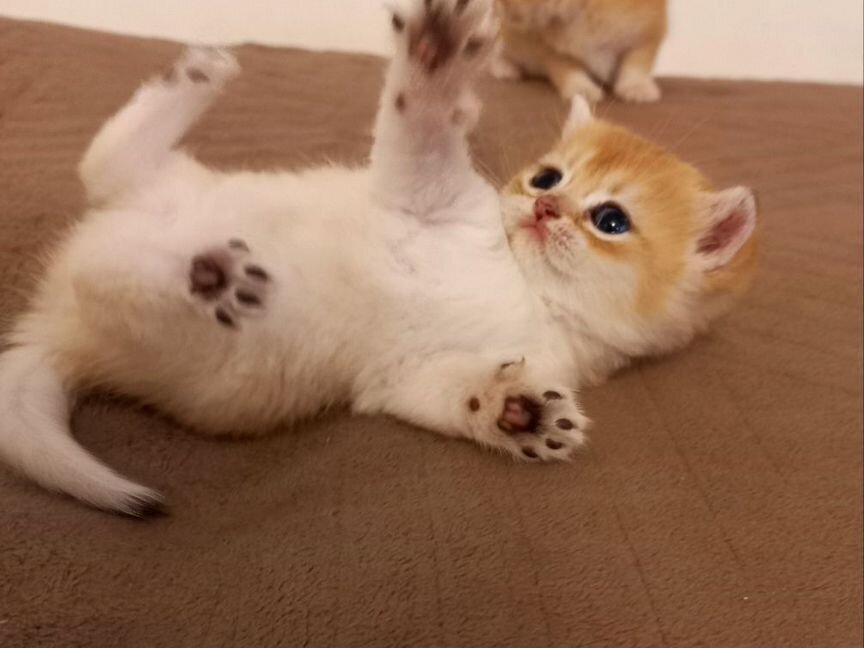 Котята золотая шиншилла