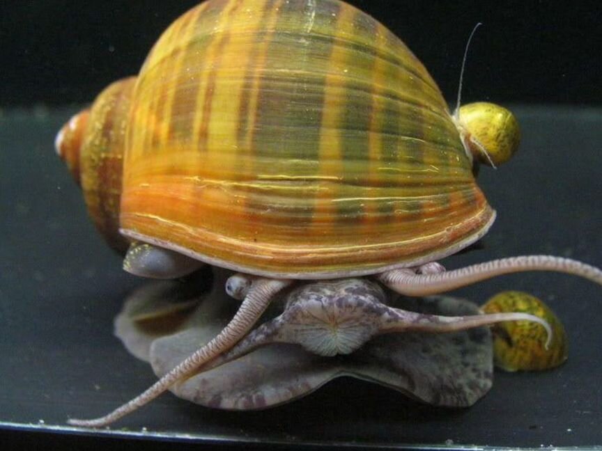 Ампулярия гигантская (улитка)