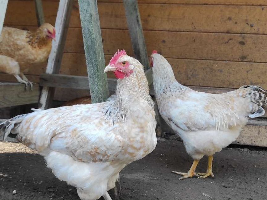 Петухи Нидерхандер