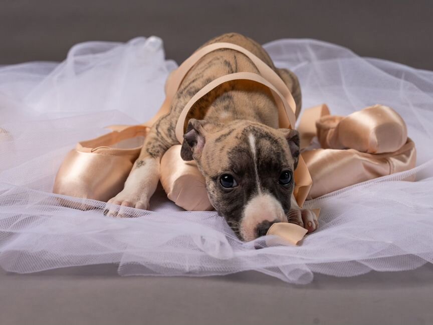 Щекок Уиппета