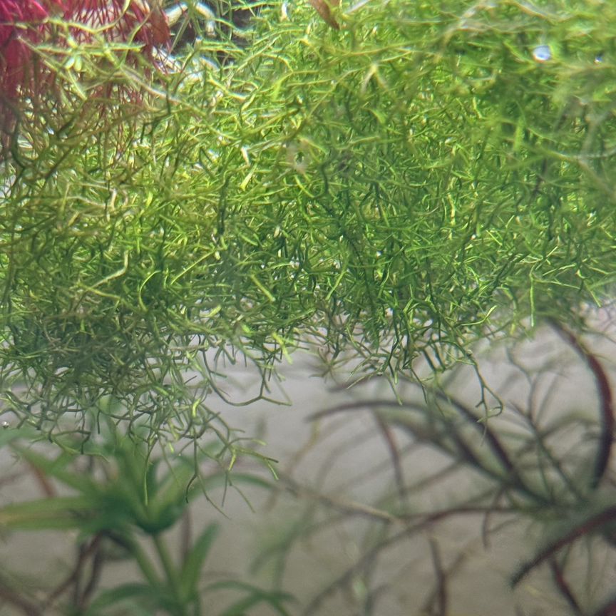 Мох риччия, пистия